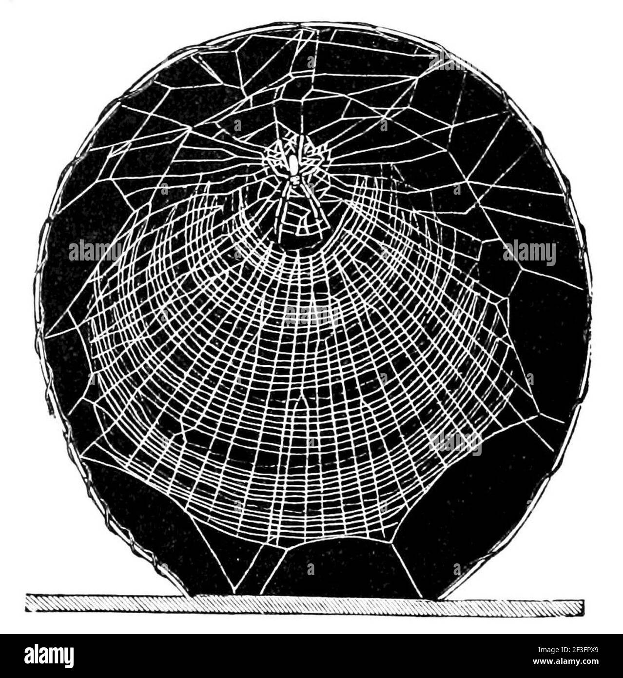Nephila plumipes net photographed Stock Photo - Alamy