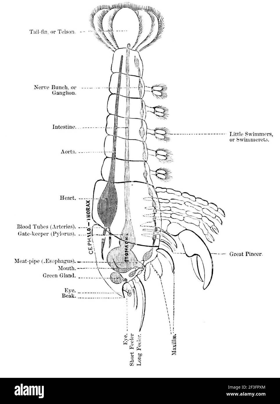 Lobster intestinal diagram Stock Photo - Alamy
