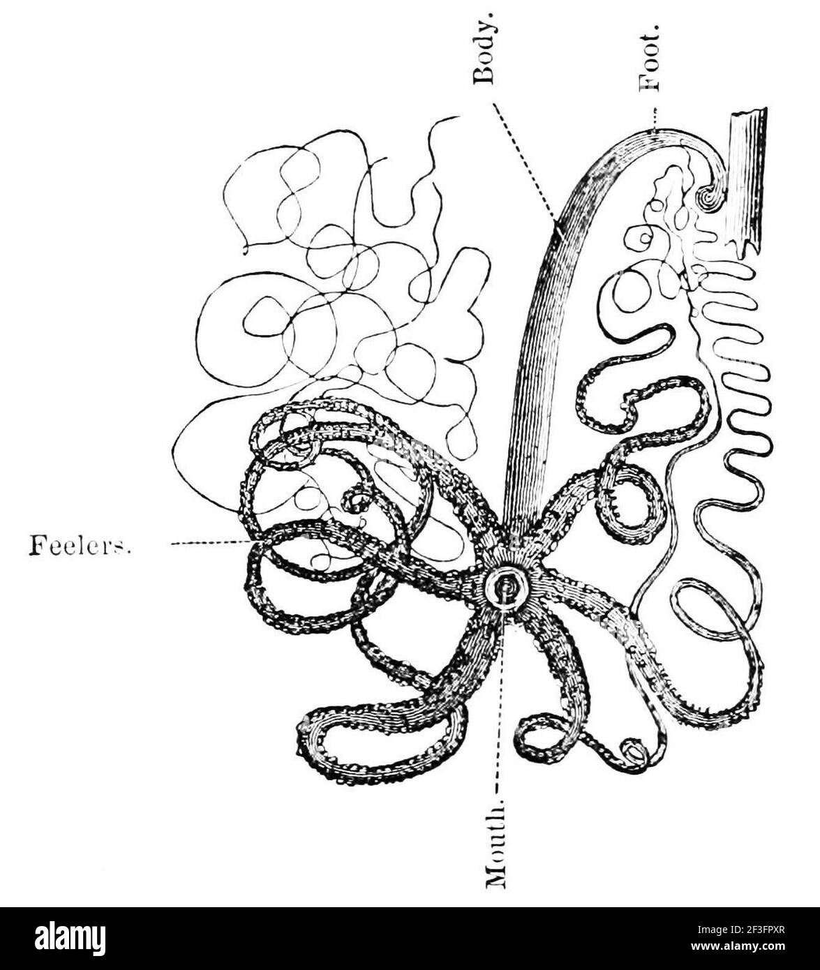 Hydra fishing for food Stock Photo - Alamy