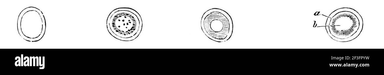 Yeast or torula cells Stock Photo - Alamy