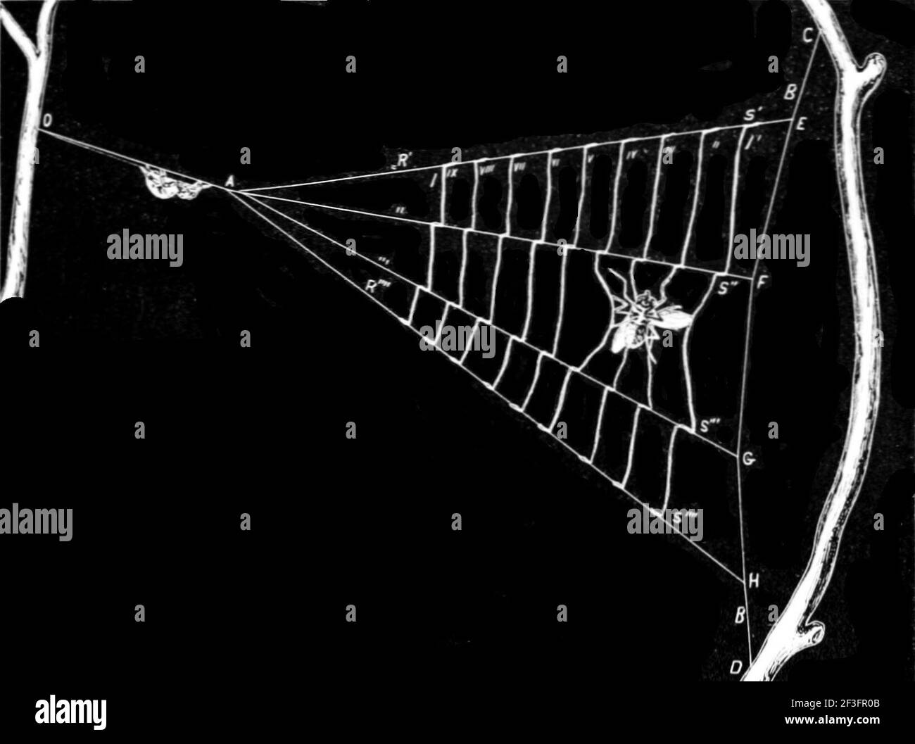 Triangle spider entangling prey Stock Photo - Alamy