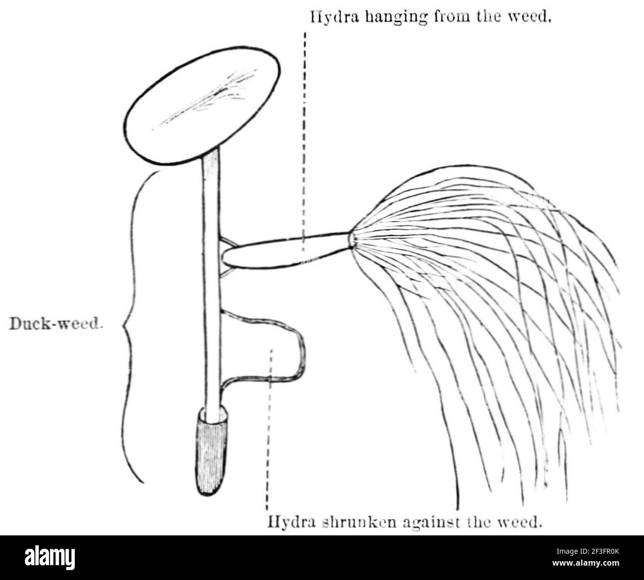 Hydrae hi-res stock photography and images - Alamy