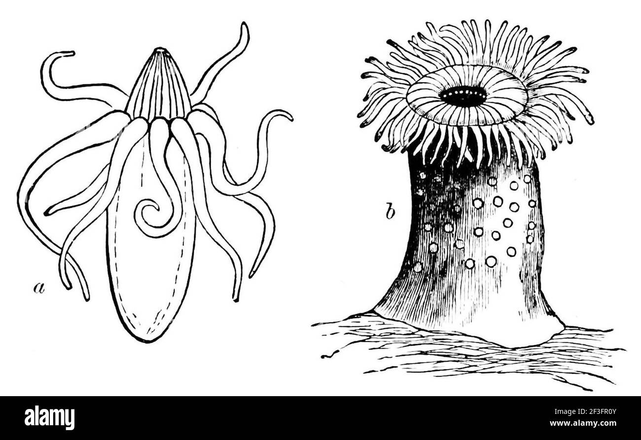 Arachnactis albida hi-res stock photography and images - Alamy