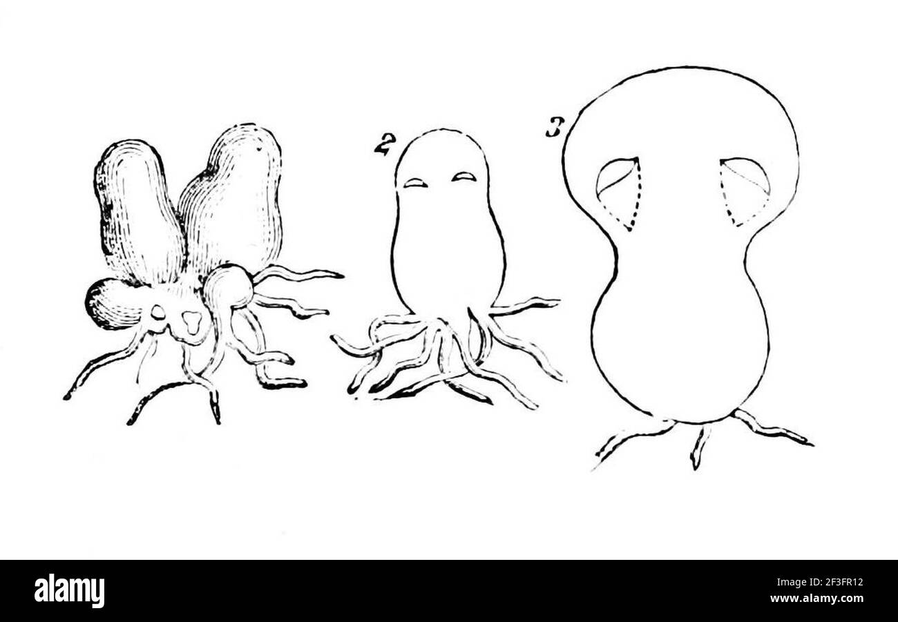 Mushroom in process of growth Stock Photo - Alamy