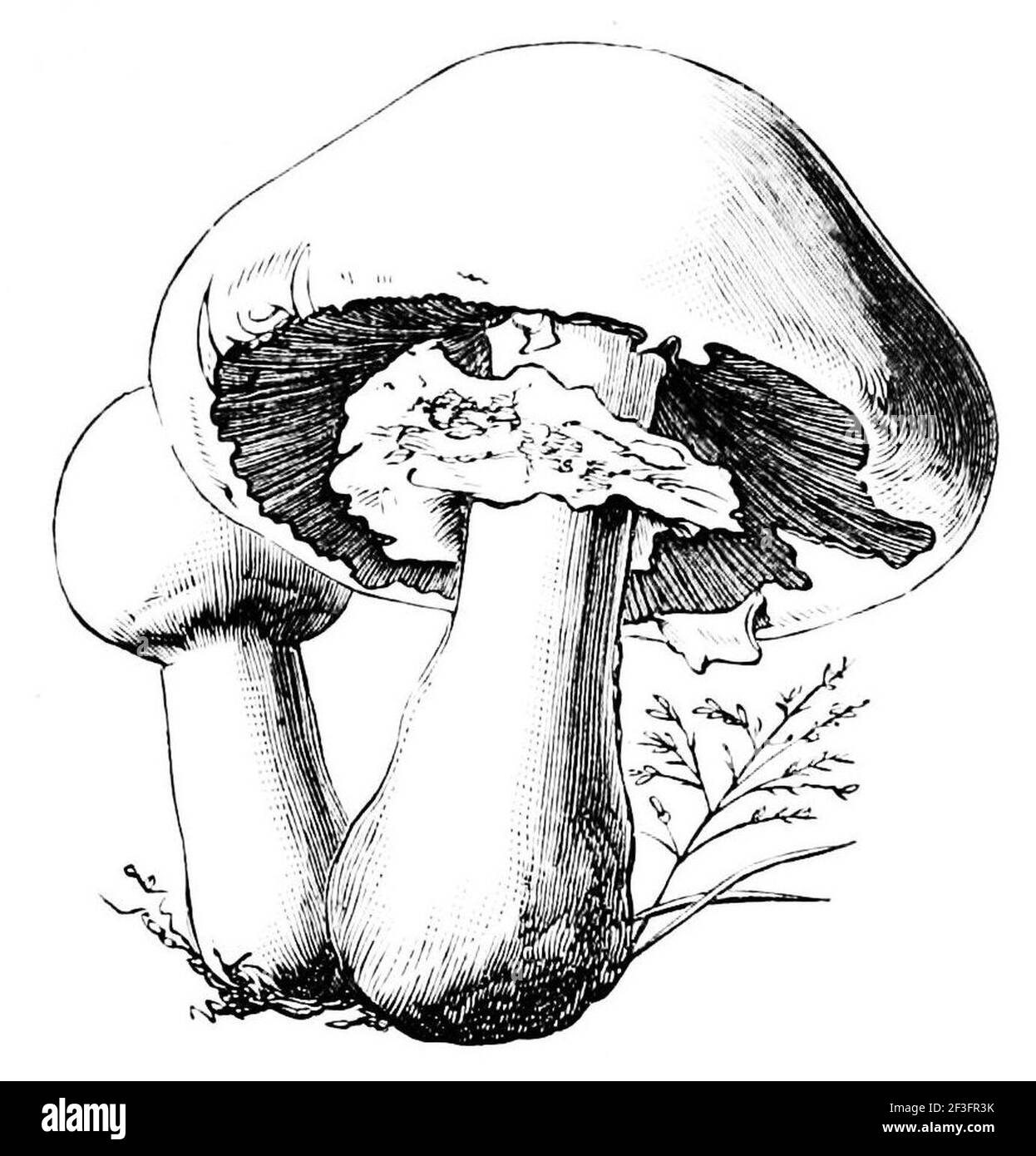 Agaricus Black and White Stock Photos & Images - Alamy
