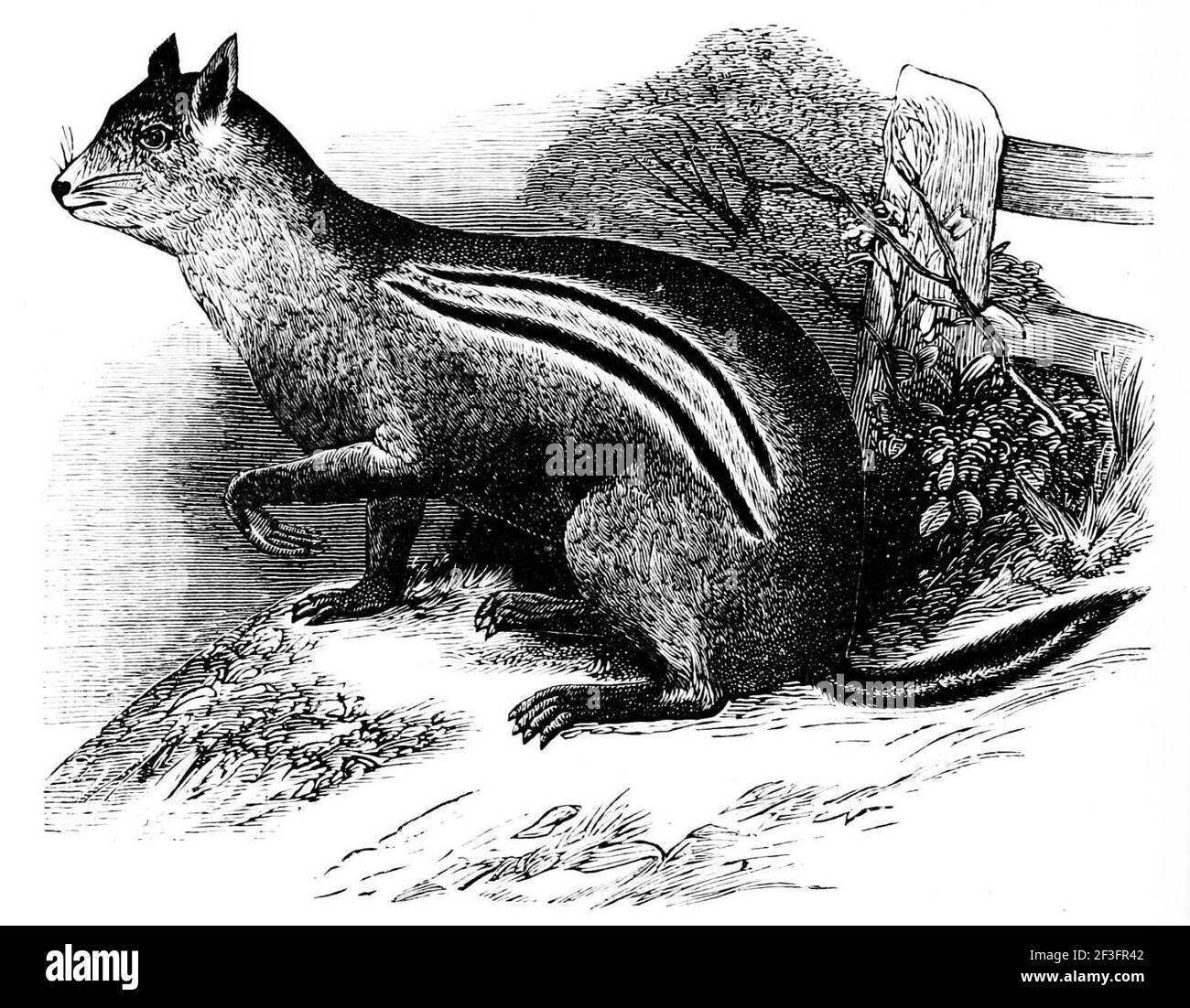 American chipmunk Cut Out Stock Images & Pictures - Alamy