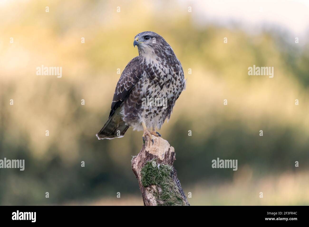 Buzzard, Buteo buteo Stock Photo - Alamy