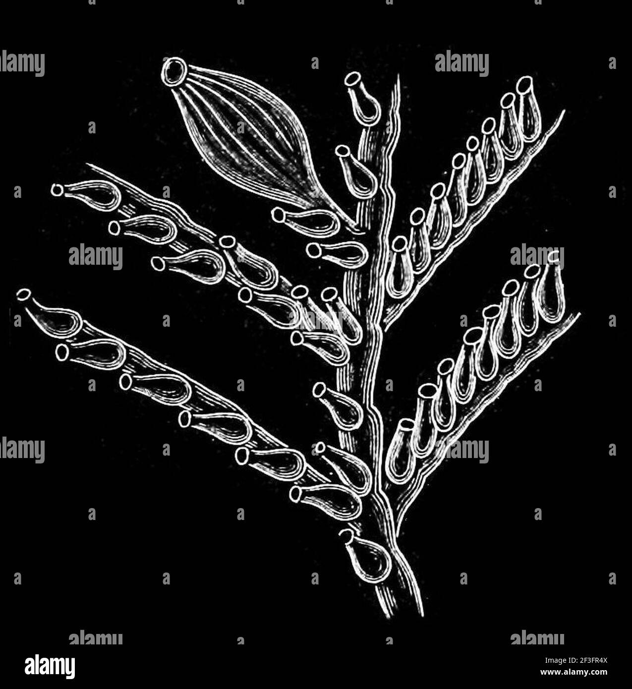 Plumularia hi-res stock photography and images - Alamy