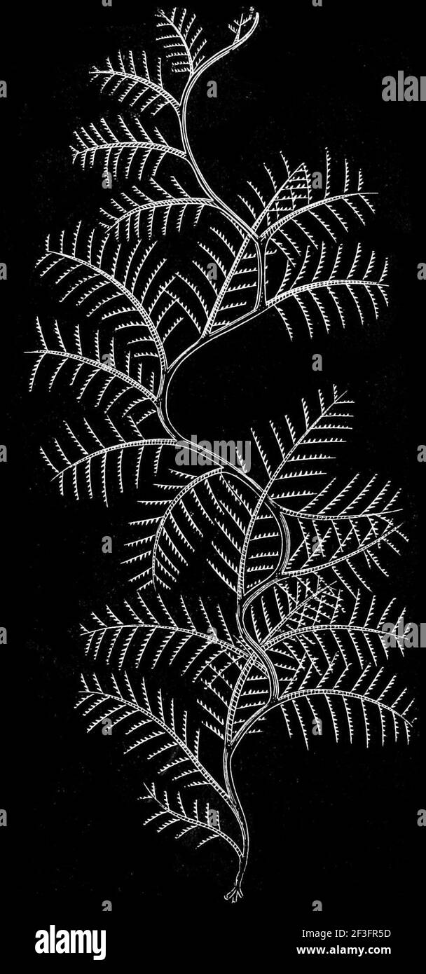 Plumularia hi-res stock photography and images - Alamy