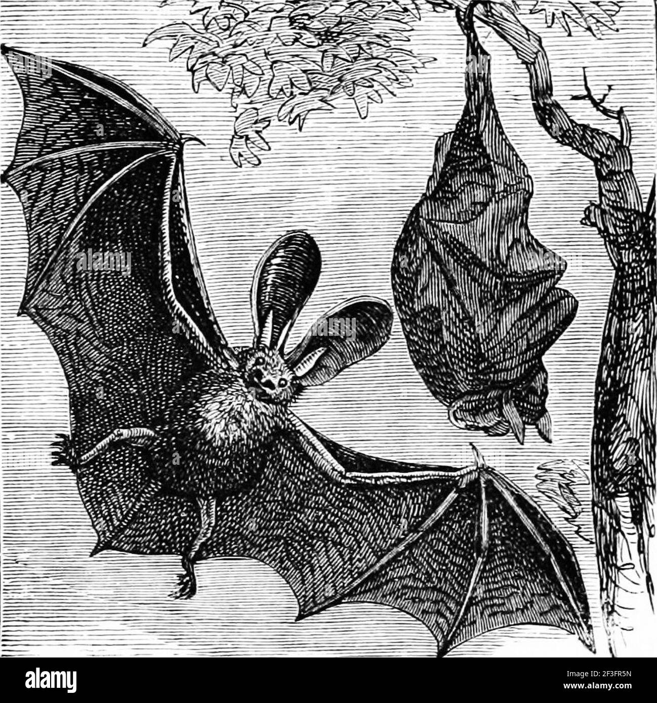 Long eared english bat Stock Photo - Alamy