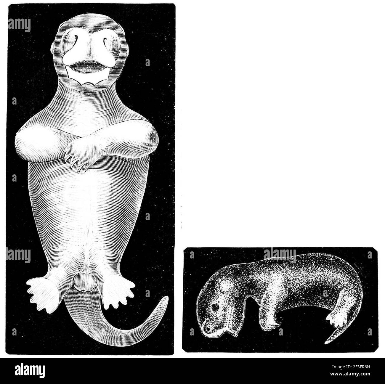 Embryos Cut Out Stock Images & Pictures - Alamy