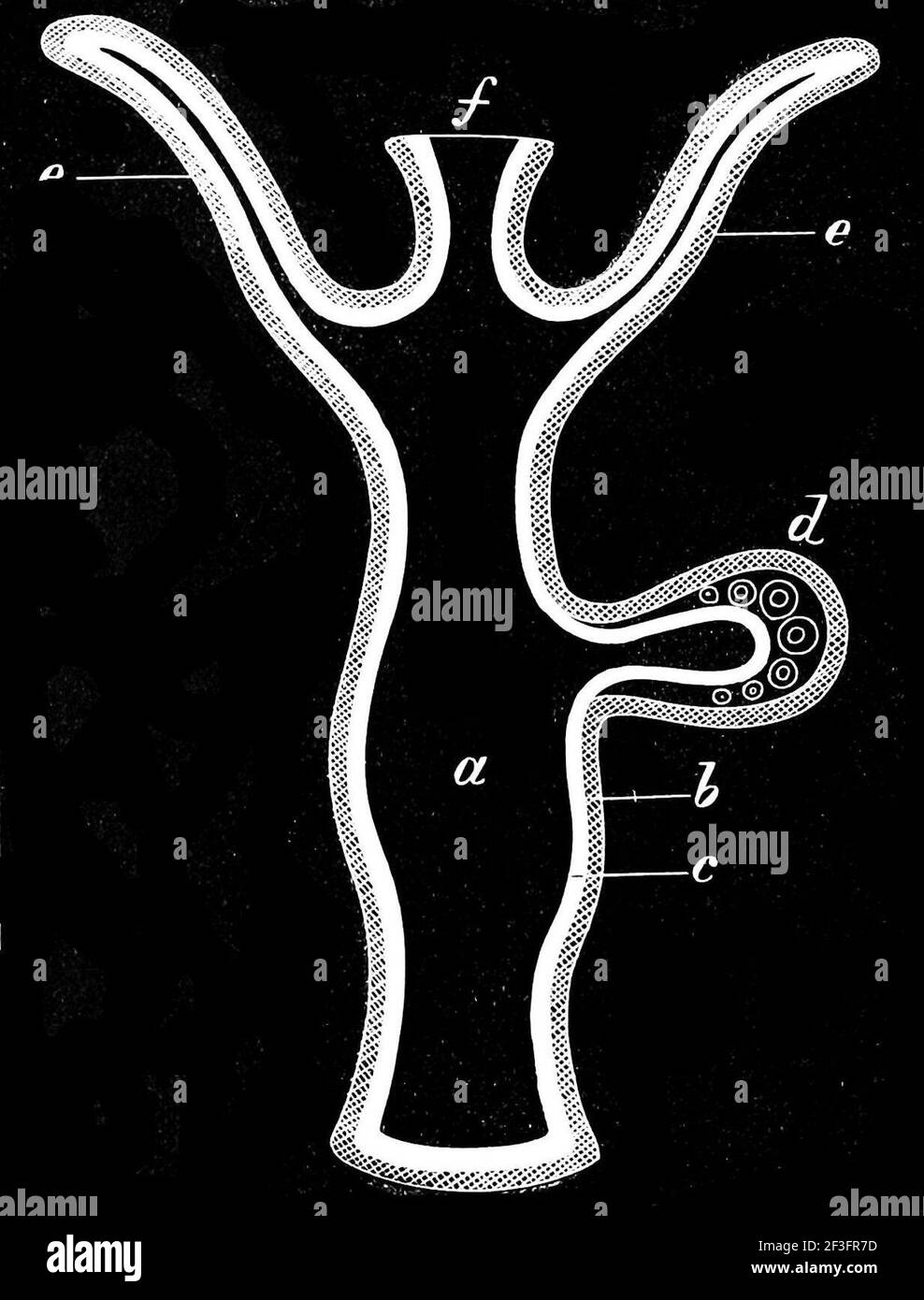 Diagram of a section of hydroid Stock Photo - Alamy