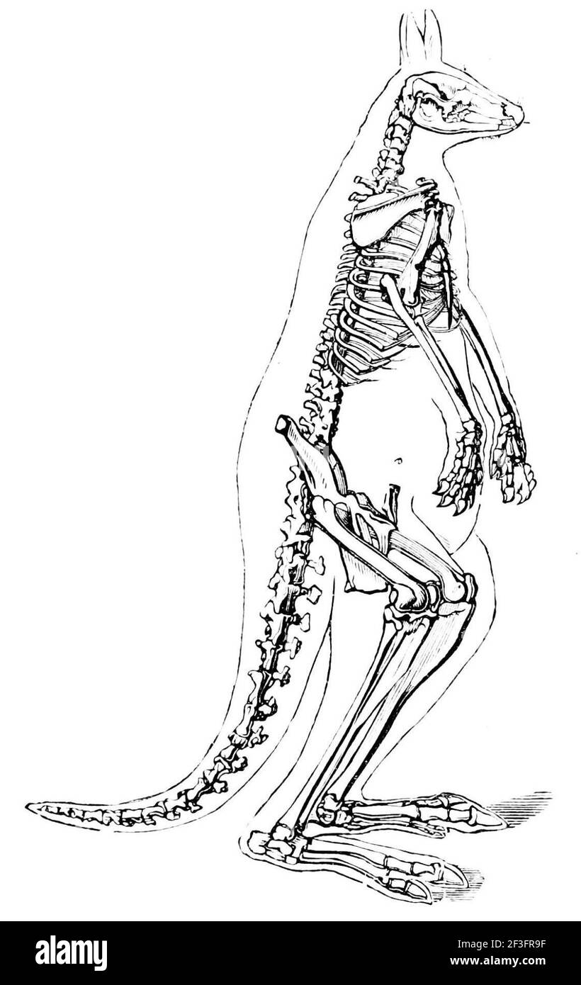 Skeleton of the kangaroo Stock Photo - Alamy