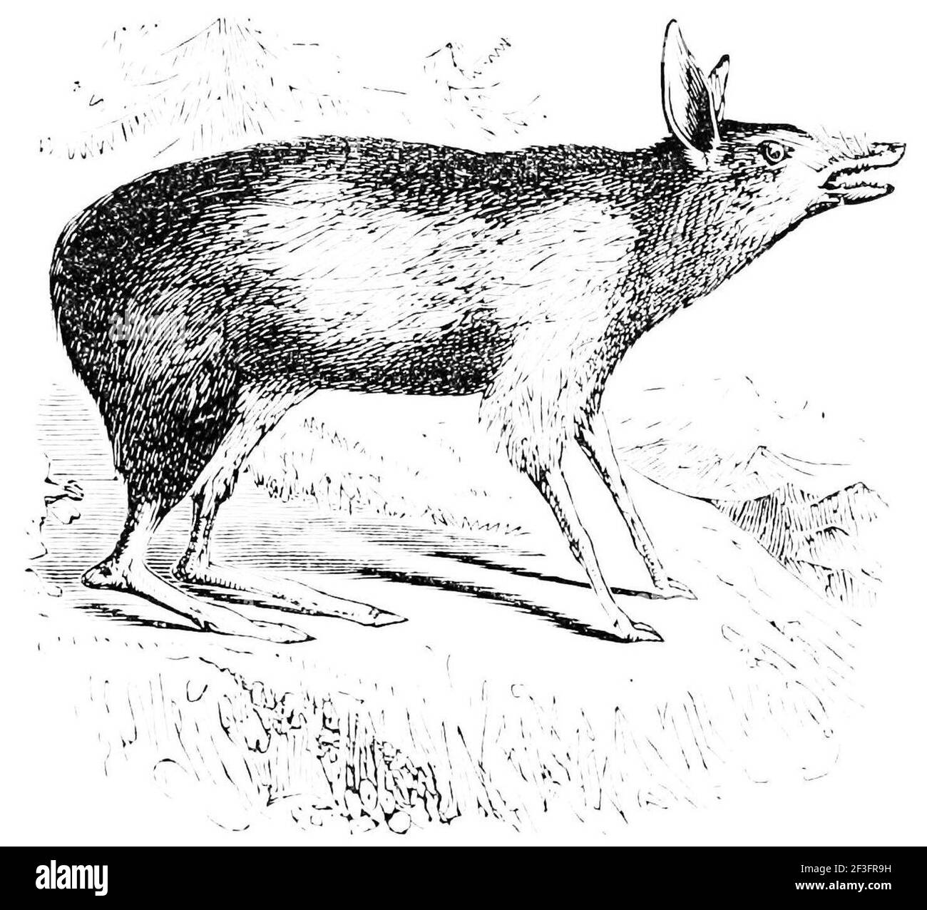 Chaeropus hi-res stock photography and images - Alamy