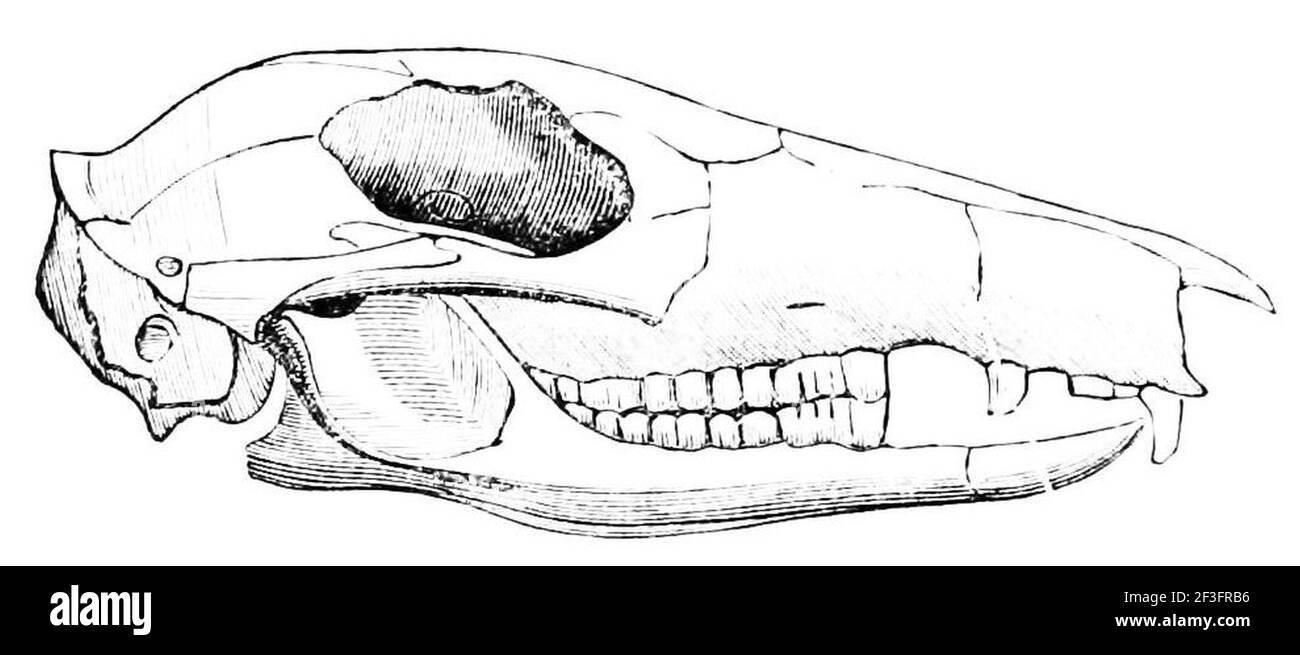 Skull of a rat kangaroo Stock Photo - Alamy