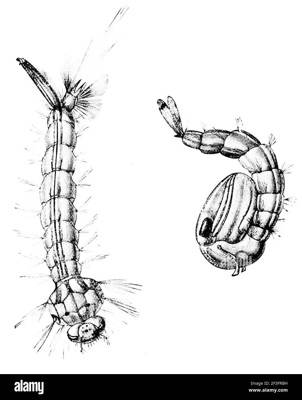 Gnat larvae and nymph Stock Photo - Alamy