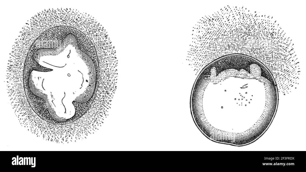 Monads hi-res stock photography and images - Alamy