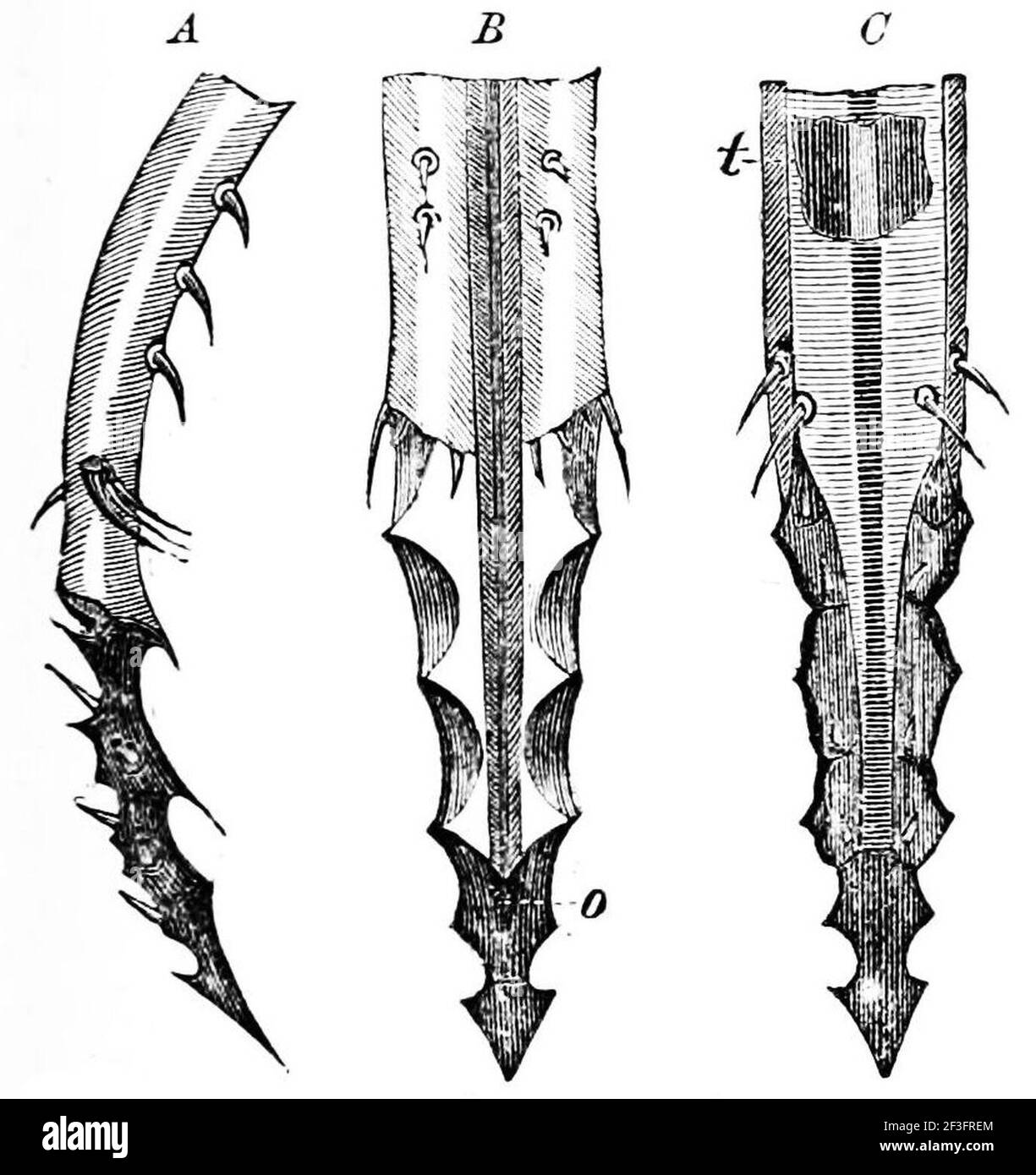 Fullonica hi-res stock photography and images - Alamy