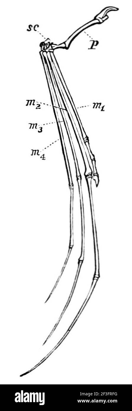 Skeleton of bat arm Stock Photo - Alamy