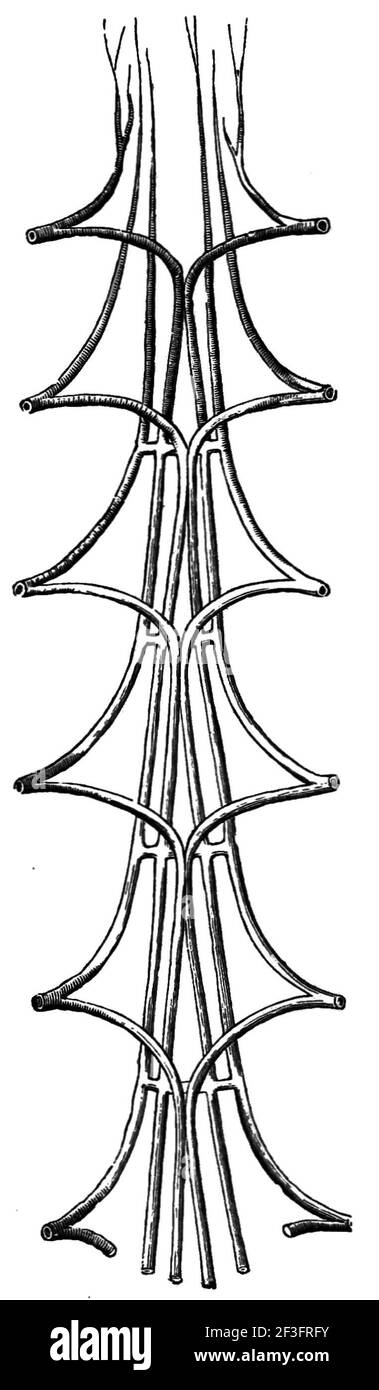 Tracheae of geophilus subterranus Stock Photo - Alamy