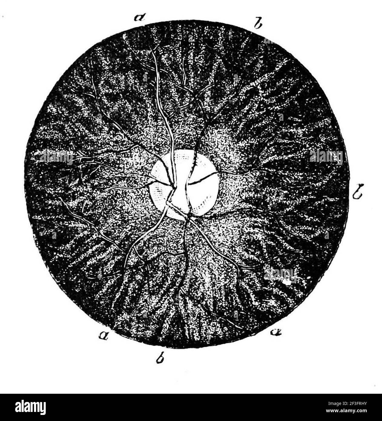Tolerable hi-res stock photography and images - Alamy