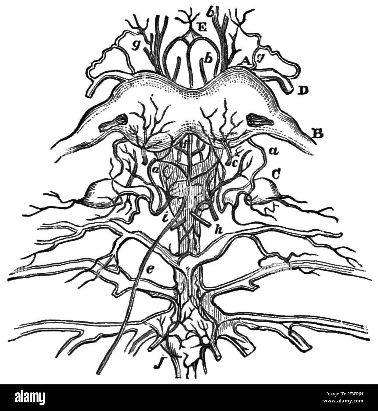 Nervous system of the privet moth in pupa state Stock Photo - Alamy