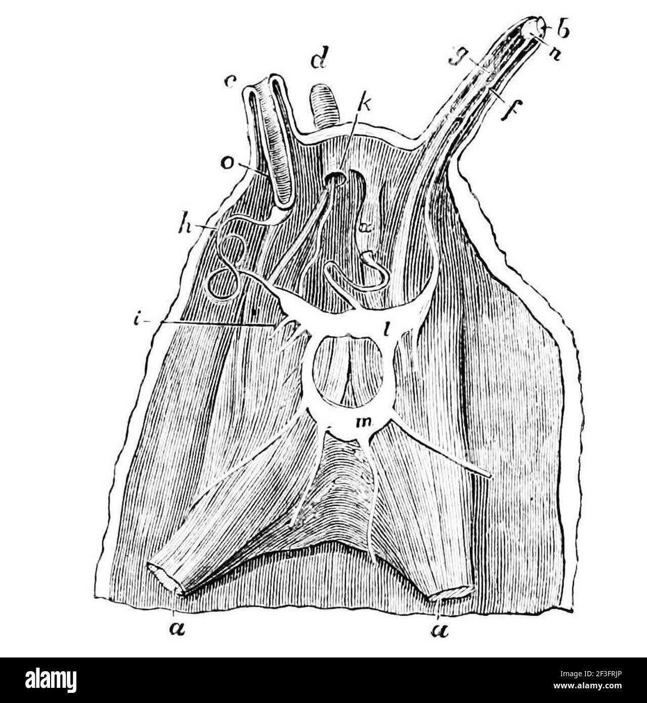 Head and nervous system of the common snail Stock Photo - Alamy