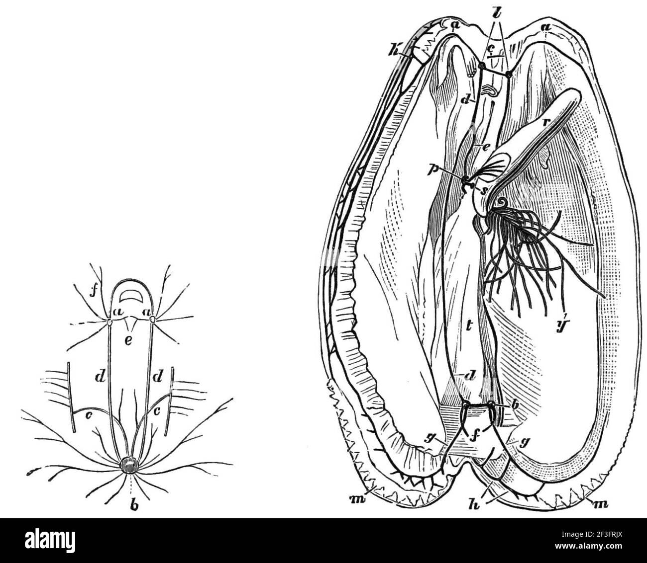 Mussel Nervous System General Anatomy Of The Blue Mussel (Mytilus