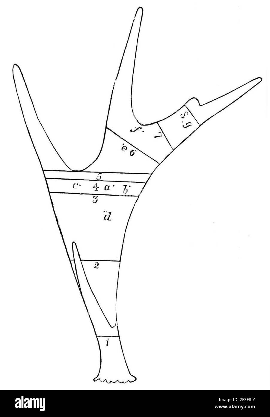 Deer antler dimensions 2 Stock Photo - Alamy