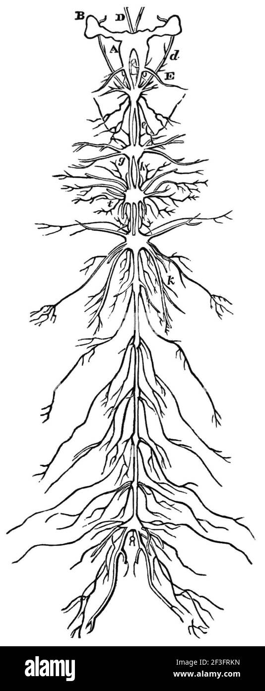Nervous system of an insect Stock Photo - Alamy