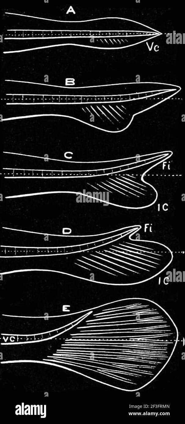 Fish tail transformation Stock Photo - Alamy
