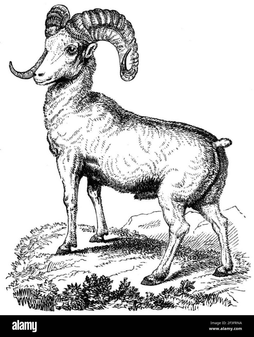 The mountain sheep Stock Photo - Alamy