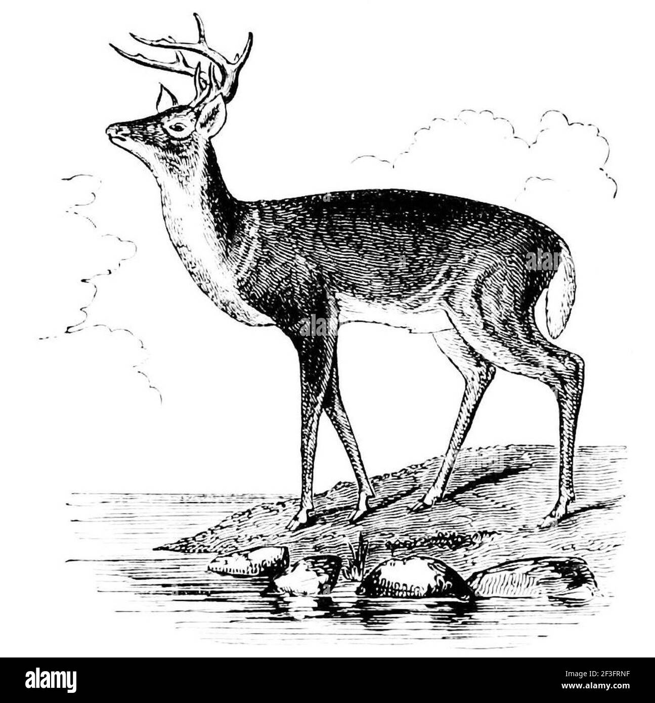 Virginia Whitetail Deer Drawings White Tailed Deer | Habitat, Diet