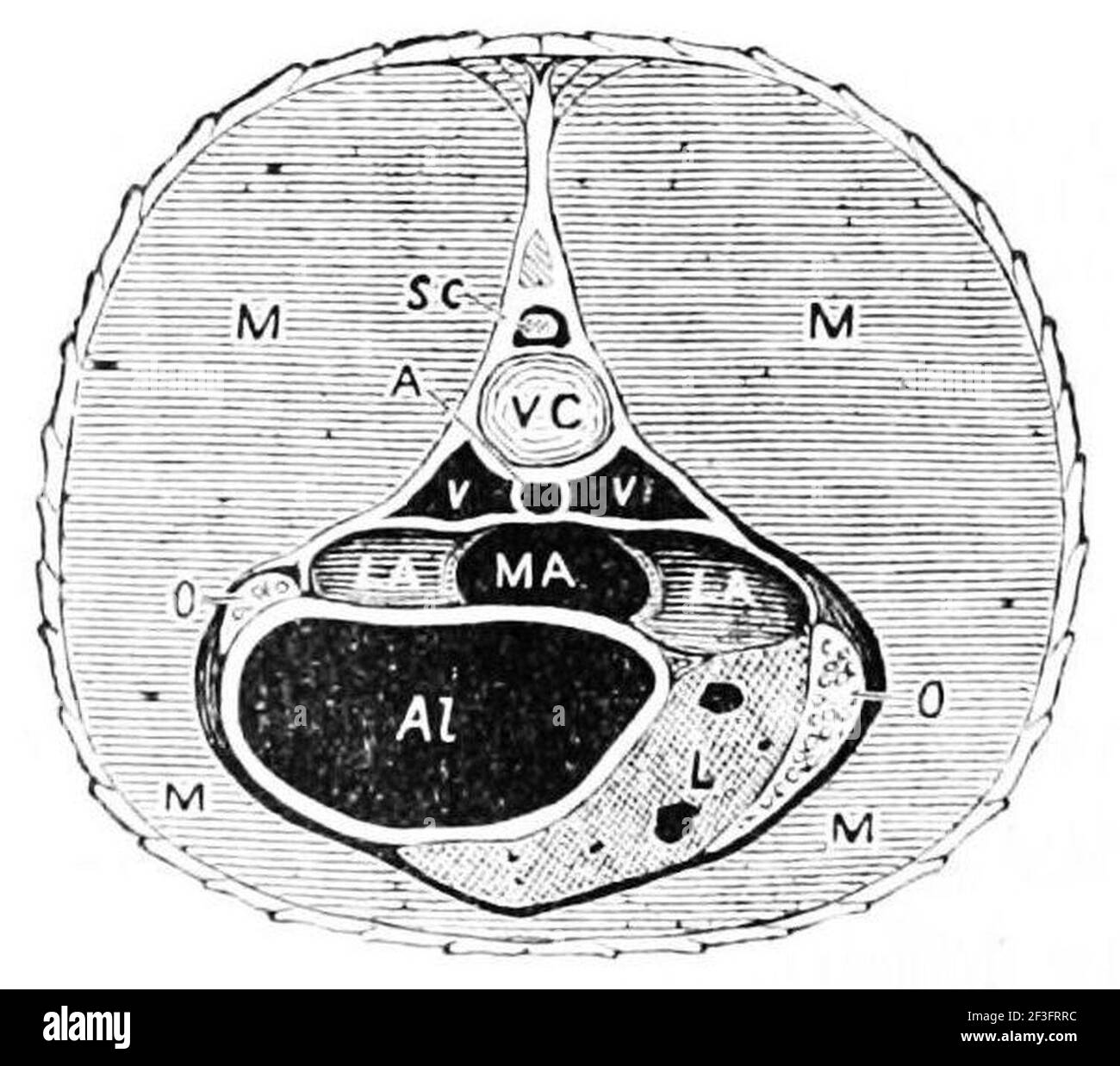 Gar pike Cut Out Stock Images & Pictures - Alamy
