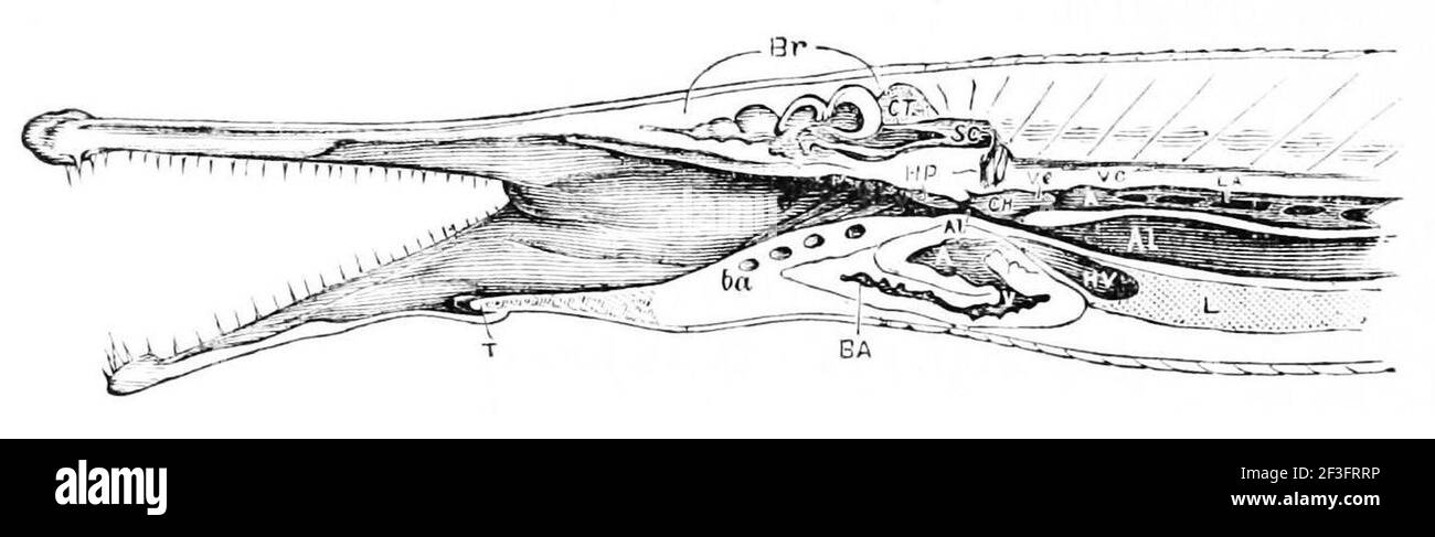 Head pike Black and White Stock Photos & Images - Alamy