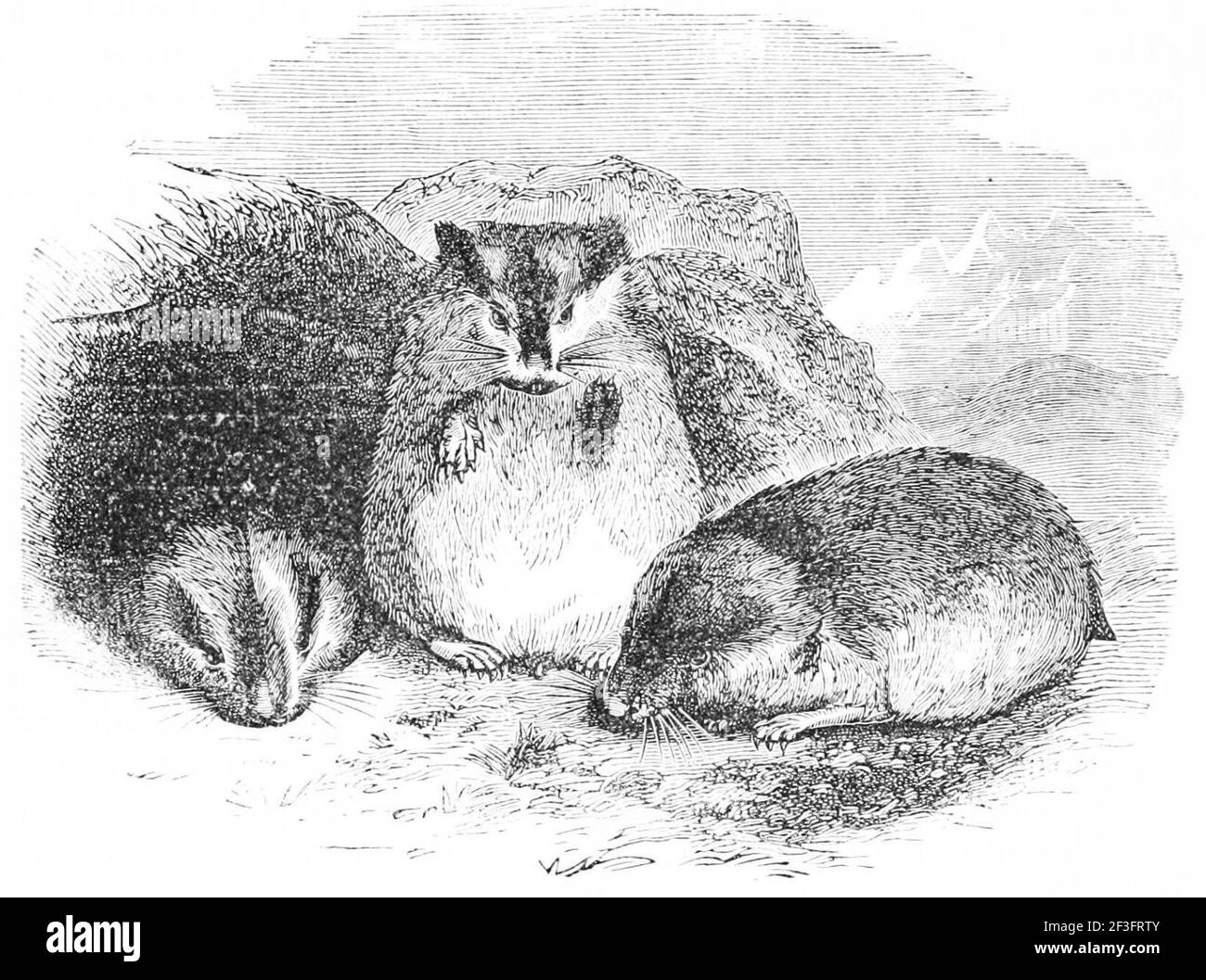 Group of lemmings Stock Photo - Alamy