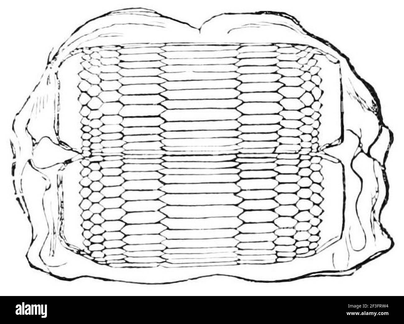 Teeth of sting ray Stock Photo - Alamy