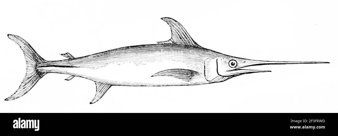 Fish sword Cut Out Stock Images & Pictures - Alamy