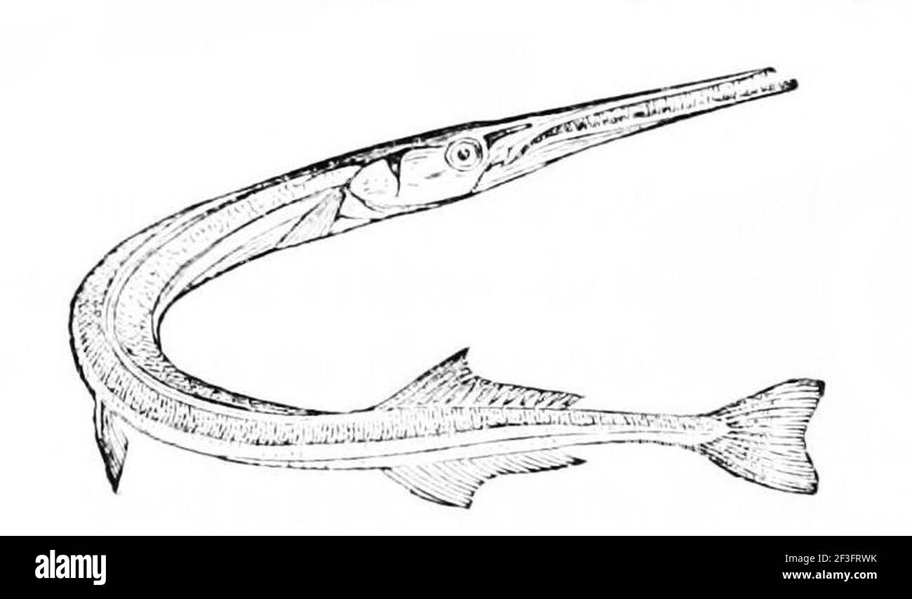 Gar fish Black and White Stock Photos & Images - Alamy