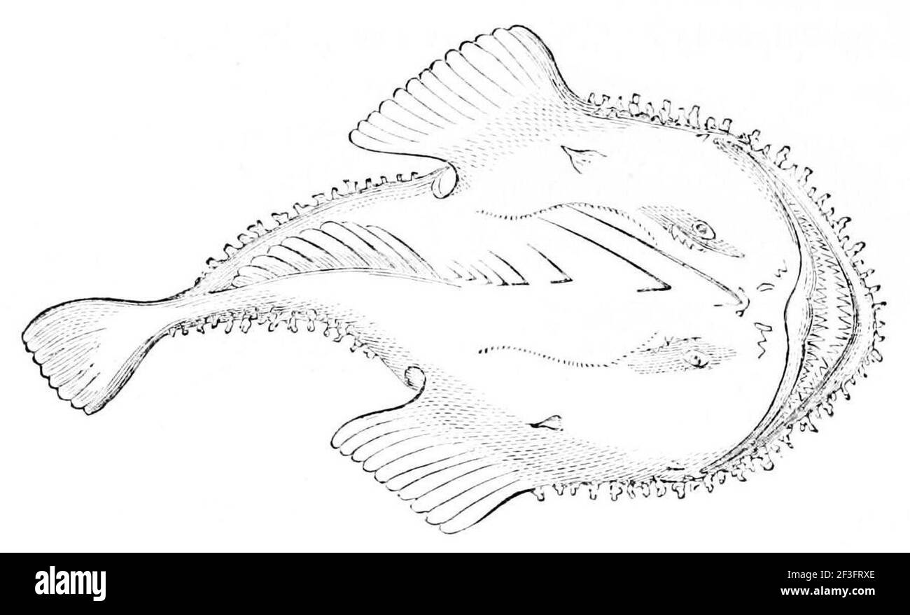 Fish reference Cut Out Stock Images & Pictures - Alamy