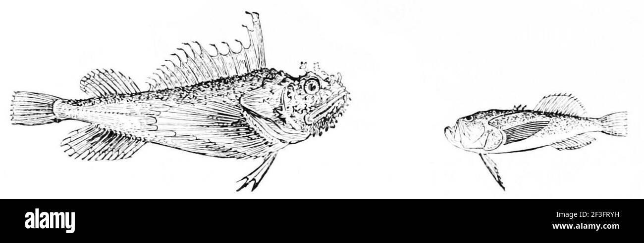 Raven sea Black and White Stock Photos & Images - Alamy