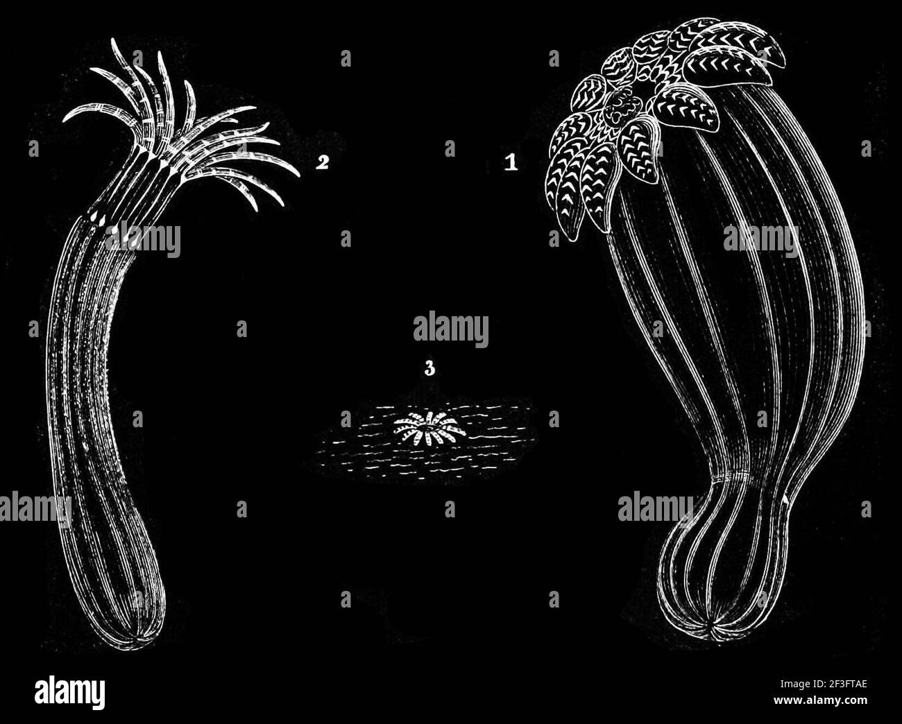Sea Anemone Labeled Diagram