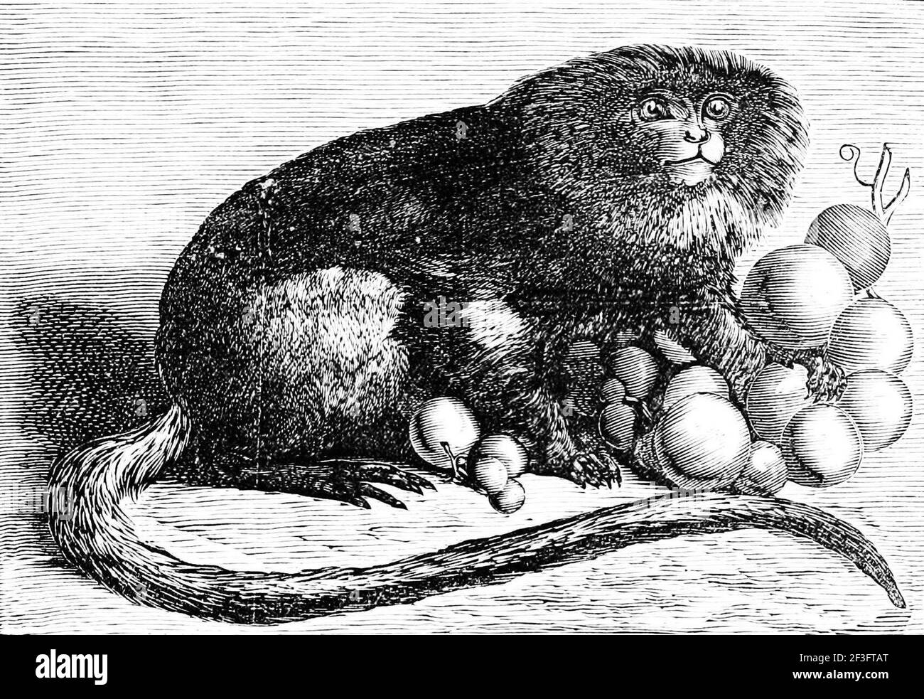 The pygmy monkey Stock Photo - Alamy