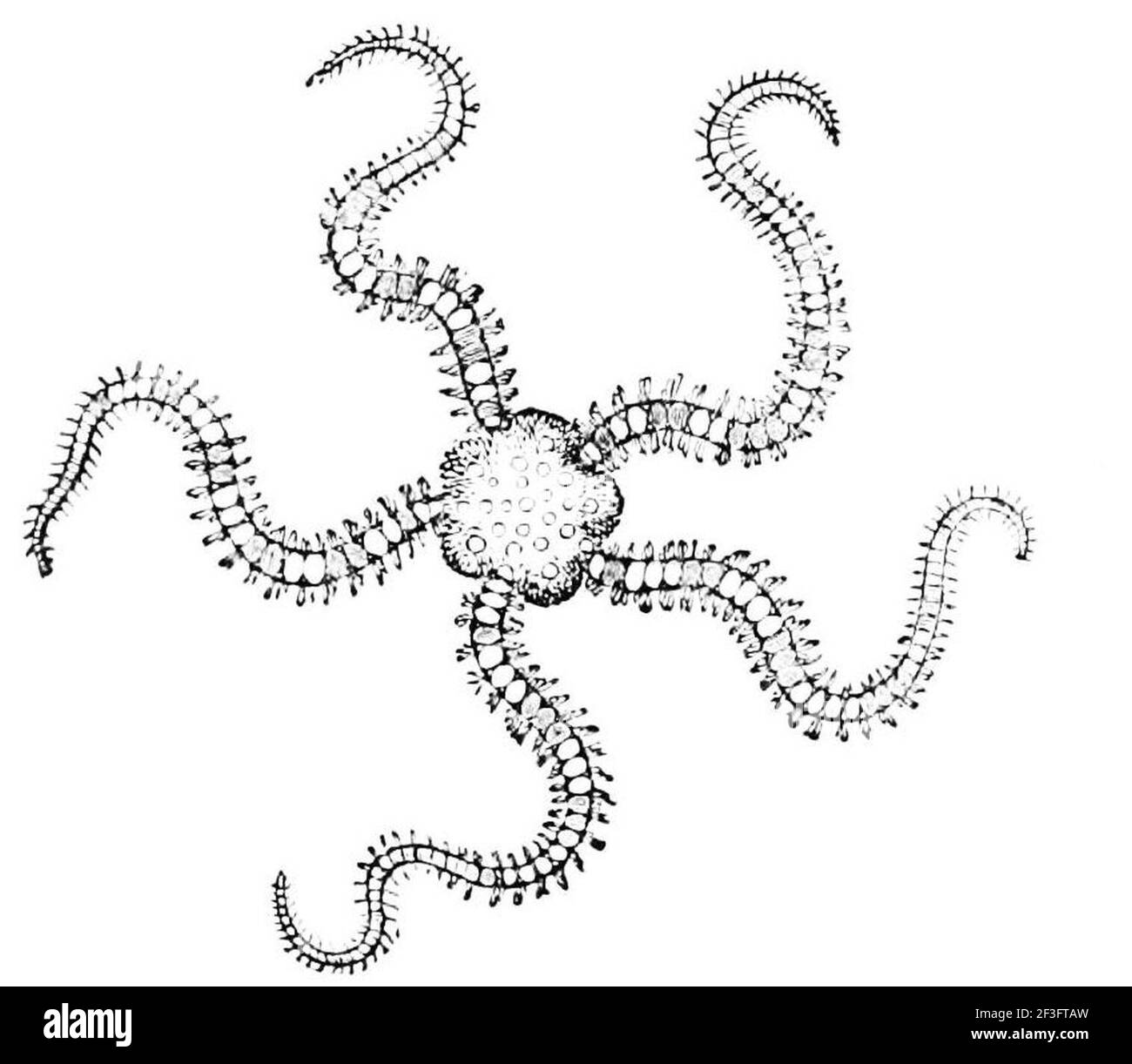 Serpent star hi-res stock photography and images - Alamy