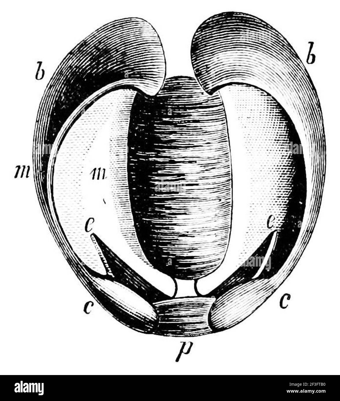Teredo valve muscles Stock Photo - Alamy