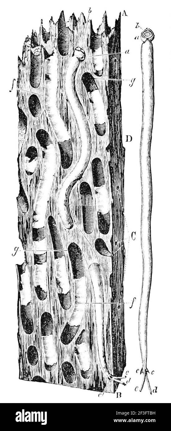 Teredo wood hi-res stock photography and images - Alamy