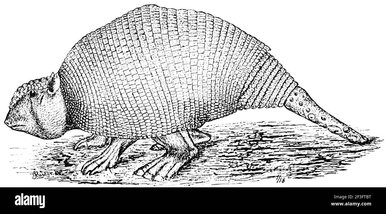 Panochthus hi-res stock photography and images - Alamy