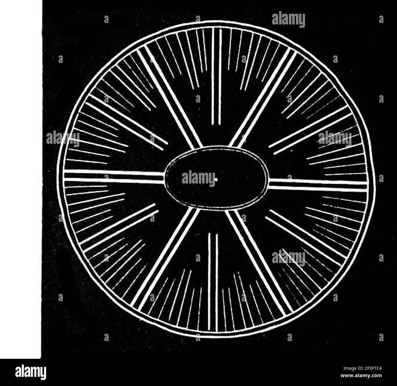 Cross section of a polyp Stock Photo - Alamy