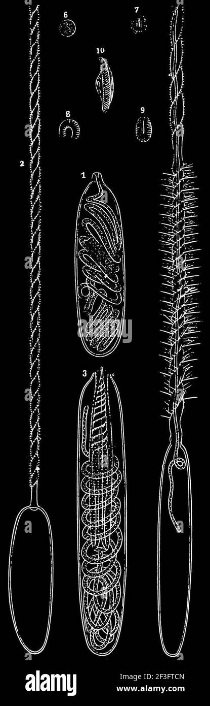 Cnidae High Resolution Stock Photography and Images - Alamy