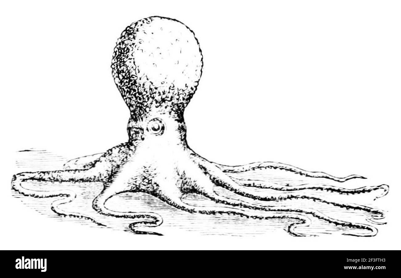 An octopus running Stock Photo - Alamy